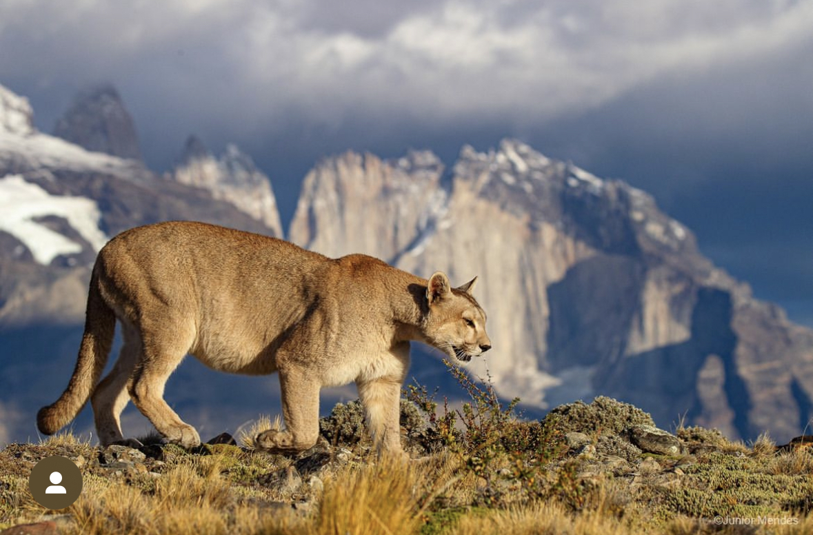 Junior Mendes – Torres del Paine Puma Tracking